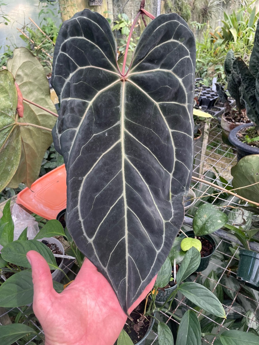 Tim Anderson Black x self 3" Pot - Growers Choice – Urban Leaf Shop