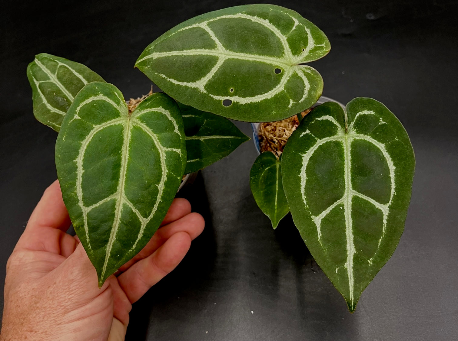 Featured Plants – Tagged "Crystal Mag x Tims Black"– Urban Leaf Shop